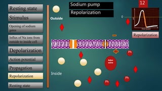 Neurophysiology | PPTX