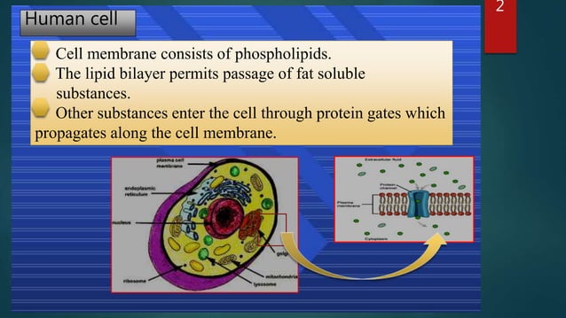 Neurophysiology | PPTX | Brain and Nervous System Disorders | Diseases ...