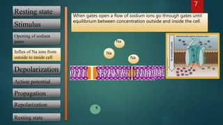 Neurophysiology | PPTX