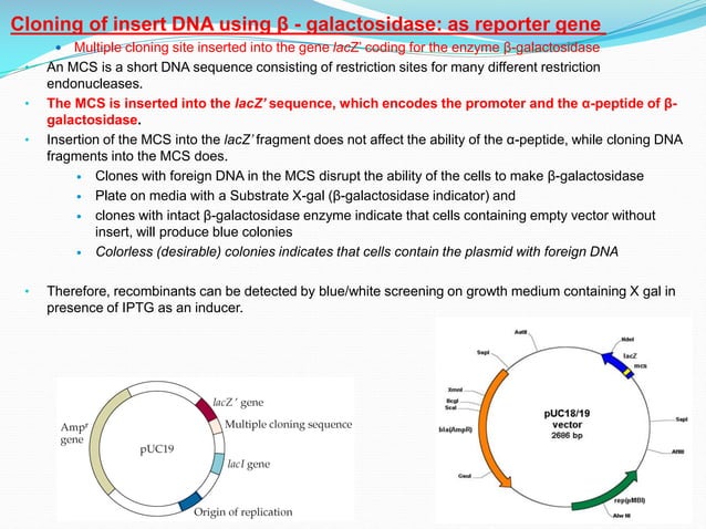 pUC18 vector | PDF | Biotech and Biomedical Industry | Industries