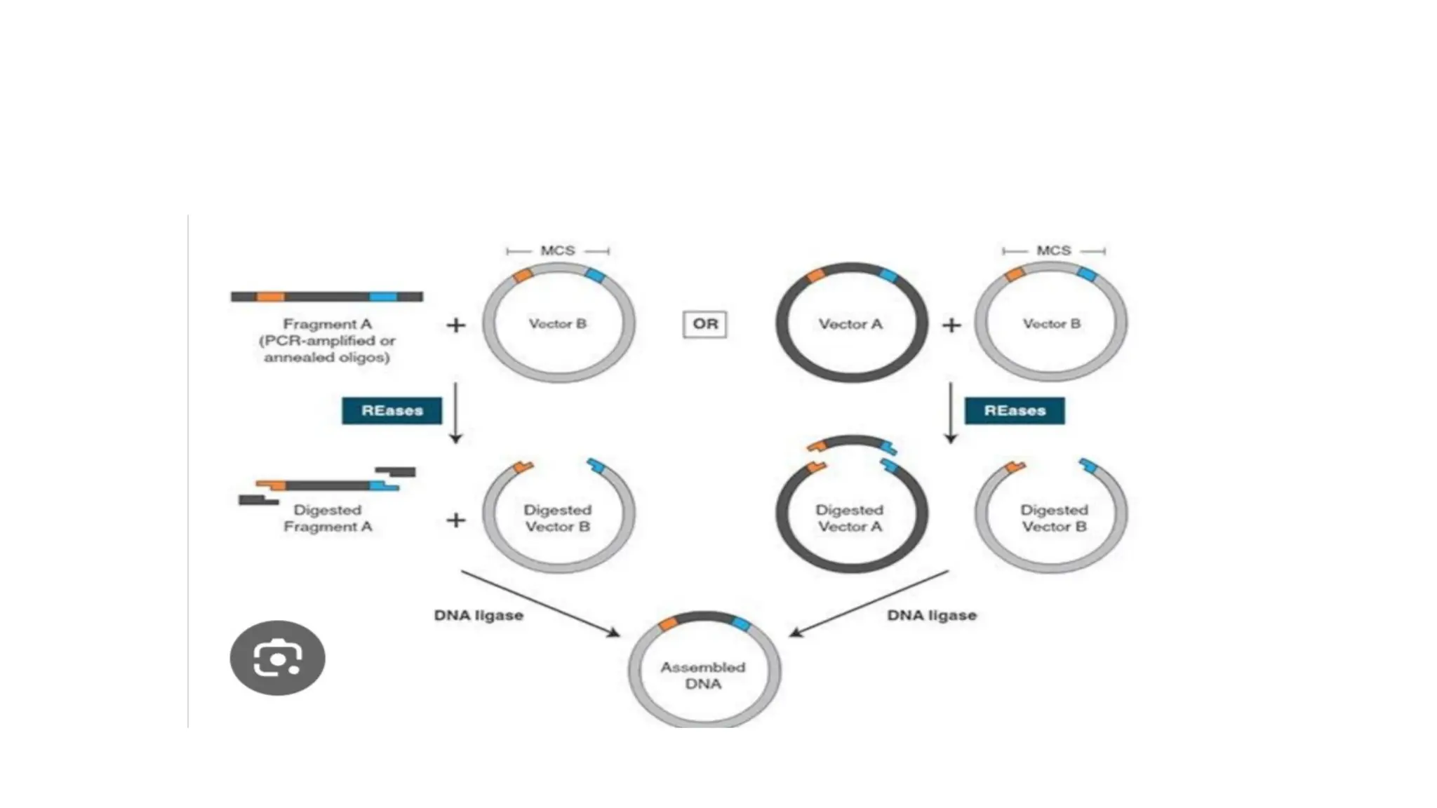 pUC 19 vector ( Microbial biotechnology)pptx | PPTX | Biological ...