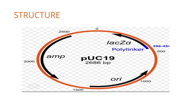 pUC 19 vector ( Microbial biotechnology)pptx | PPTX | Biological ...