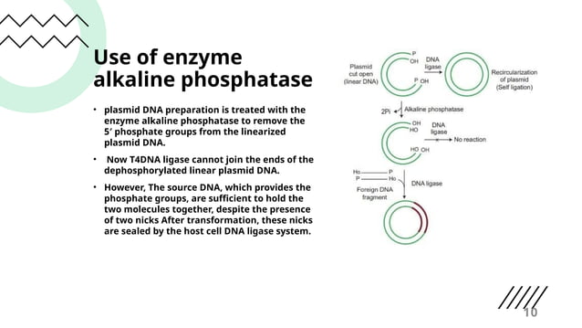 PUc19 plasmid cloning vector genetic engineering ppt | PPT