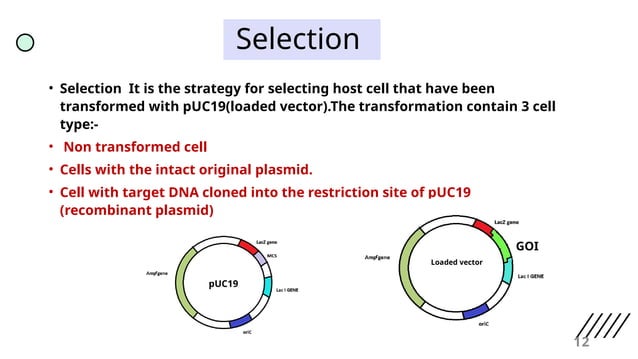 PUc19 plasmid cloning vector genetic engineering ppt | PPT