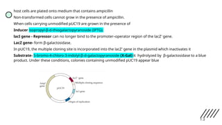 PUc19 plasmid cloning vector genetic engineering ppt | PPTX ...