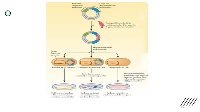 PUc19 plasmid cloning vector genetic engineering ppt | PPT