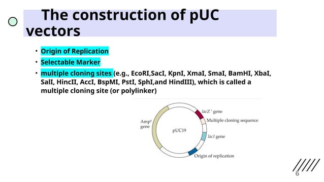 PUc19 plasmid cloning vector genetic engineering ppt | PPT