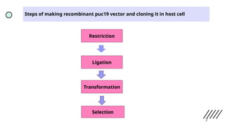 PUc19 plasmid cloning vector genetic engineering ppt | PPTX ...