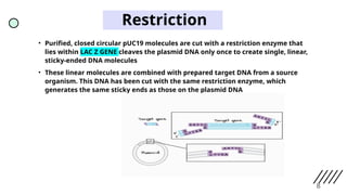 PUc19 plasmid cloning vector genetic engineering ppt | PPTX ...