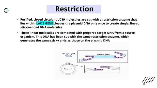PUc19 plasmid cloning vector genetic engineering ppt | PPT