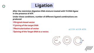 PUc19 plasmid cloning vector genetic engineering ppt | PPTX ...