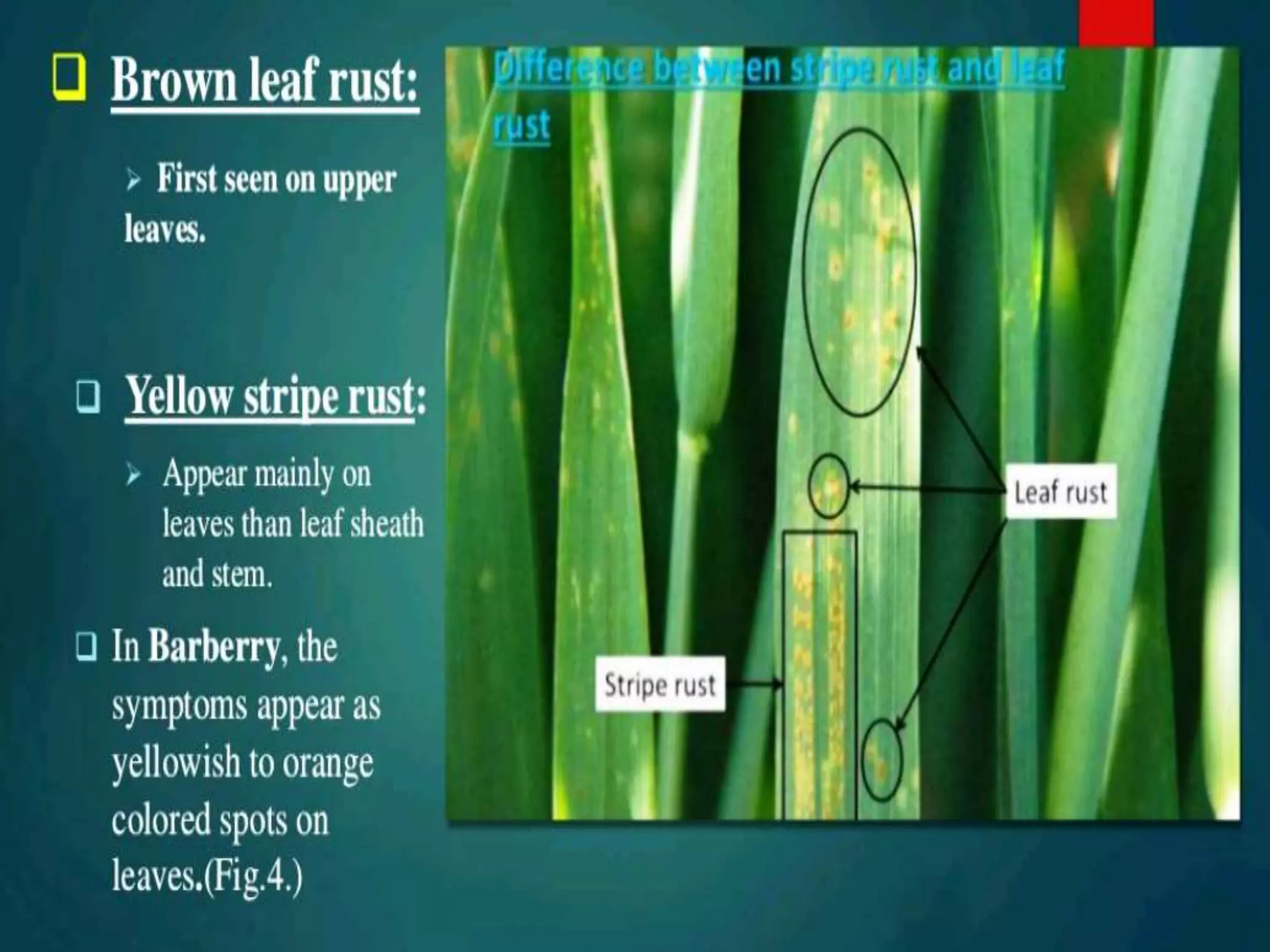 puccinia and wheat rust | PPT
