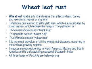 puccinia and wheat rust | PPT