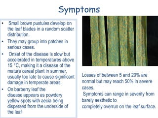 puccinia and wheat rust | PPTX
