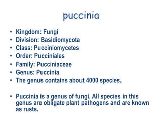 puccinia and wheat rust | PPT