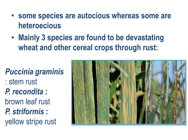 puccinia and wheat rust | PPT