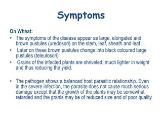puccinia and wheat rust | PPTX