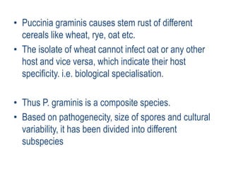 puccinia and wheat rust | PPTX