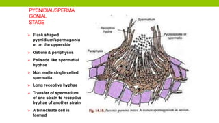 Puccinia | PPTX
