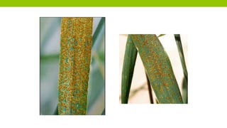 Puccinia | PPTX