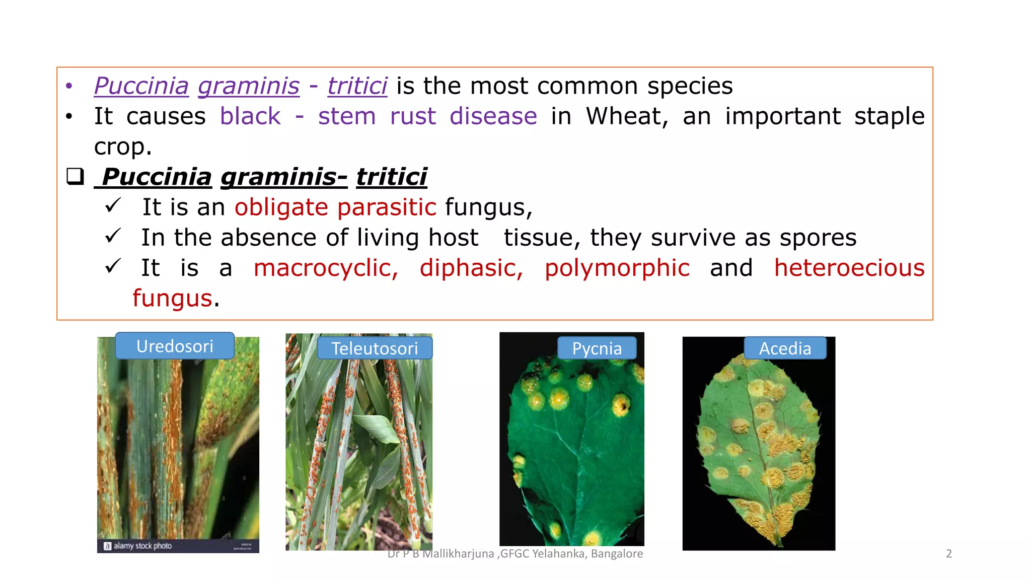 Puccinia | PDF