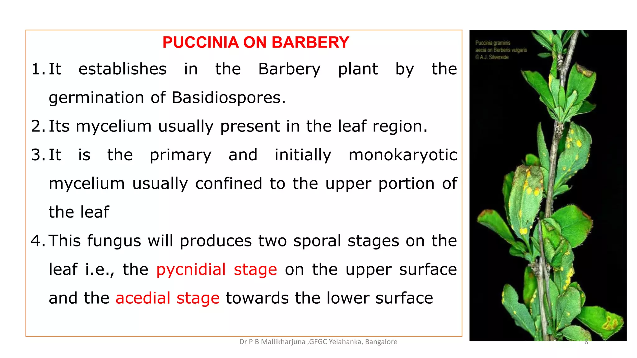 Puccinia | PDF