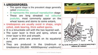 Puccinia | PDF