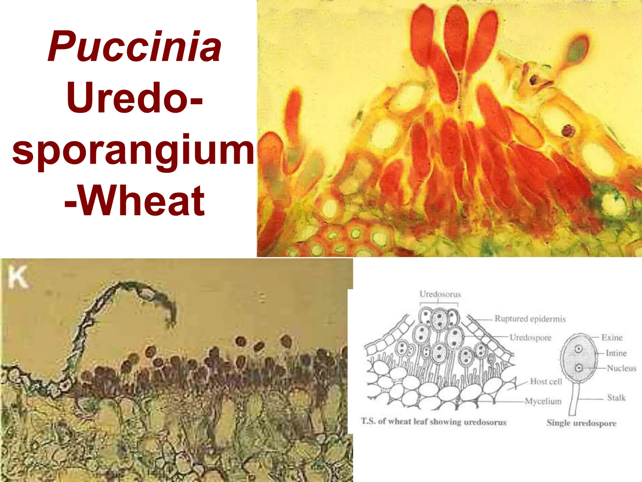 Different stages in the life cycle of Puccinia | PPTX