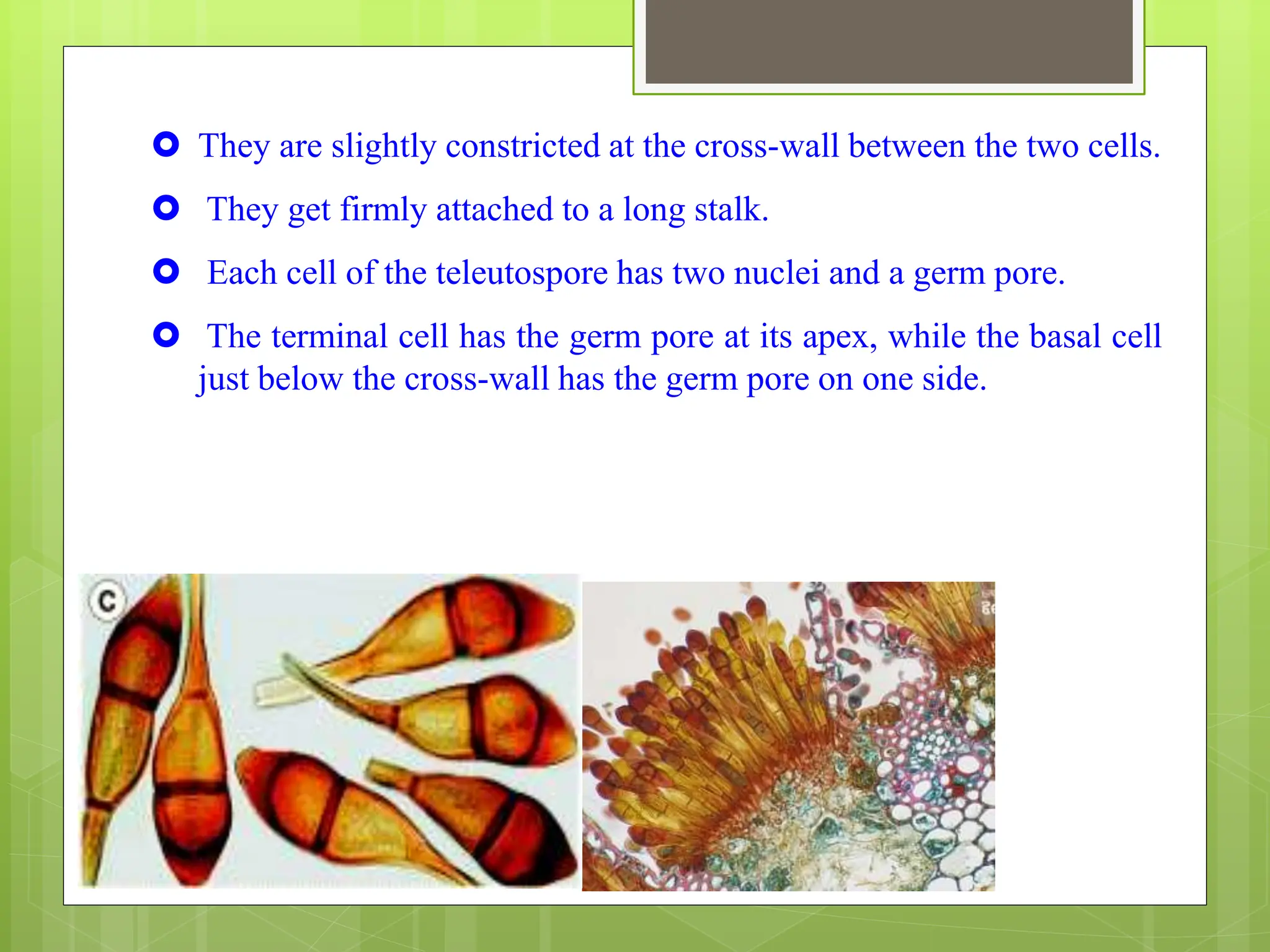 Different stages in the life cycle of Puccinia | PPTX