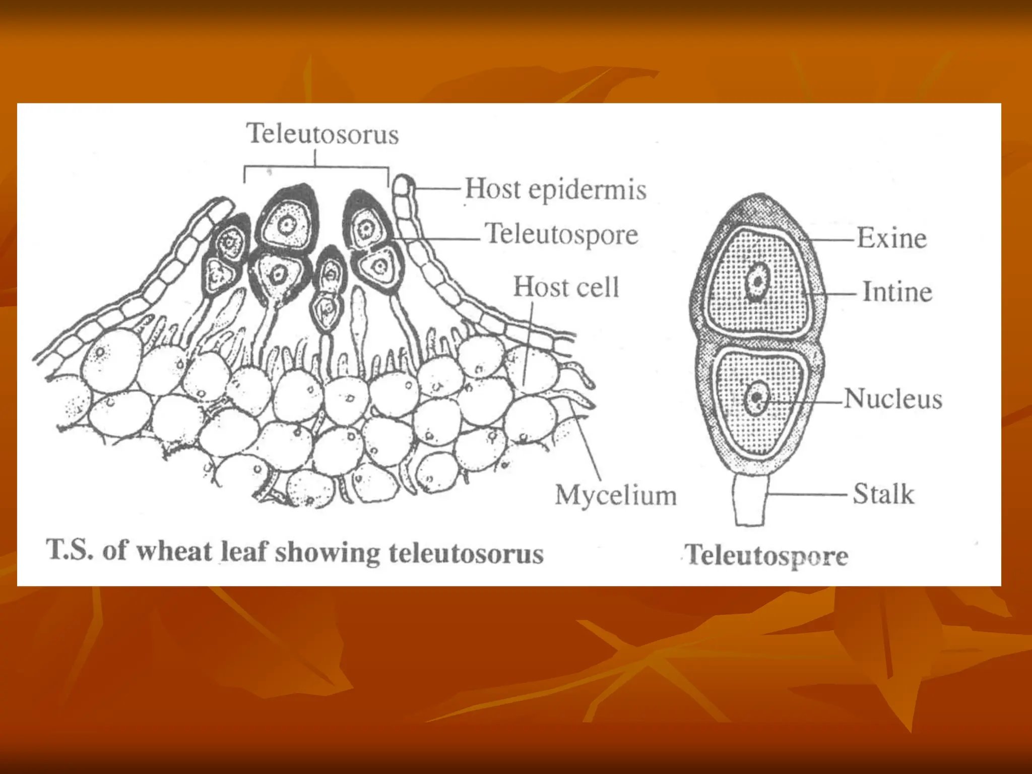 Different stages in the life cycle of Puccinia | PPTX