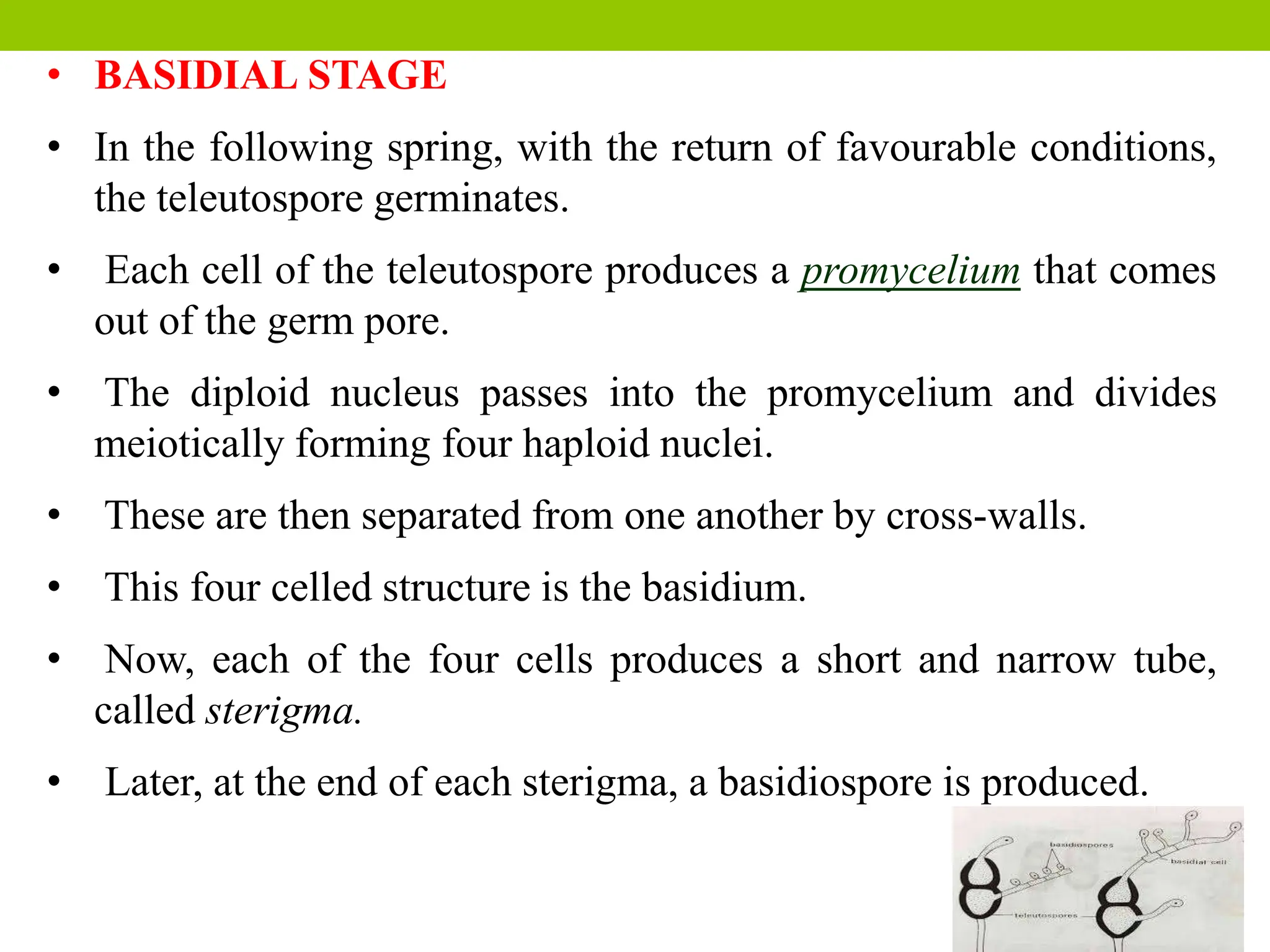 Different stages in the life cycle of Puccinia | PPTX