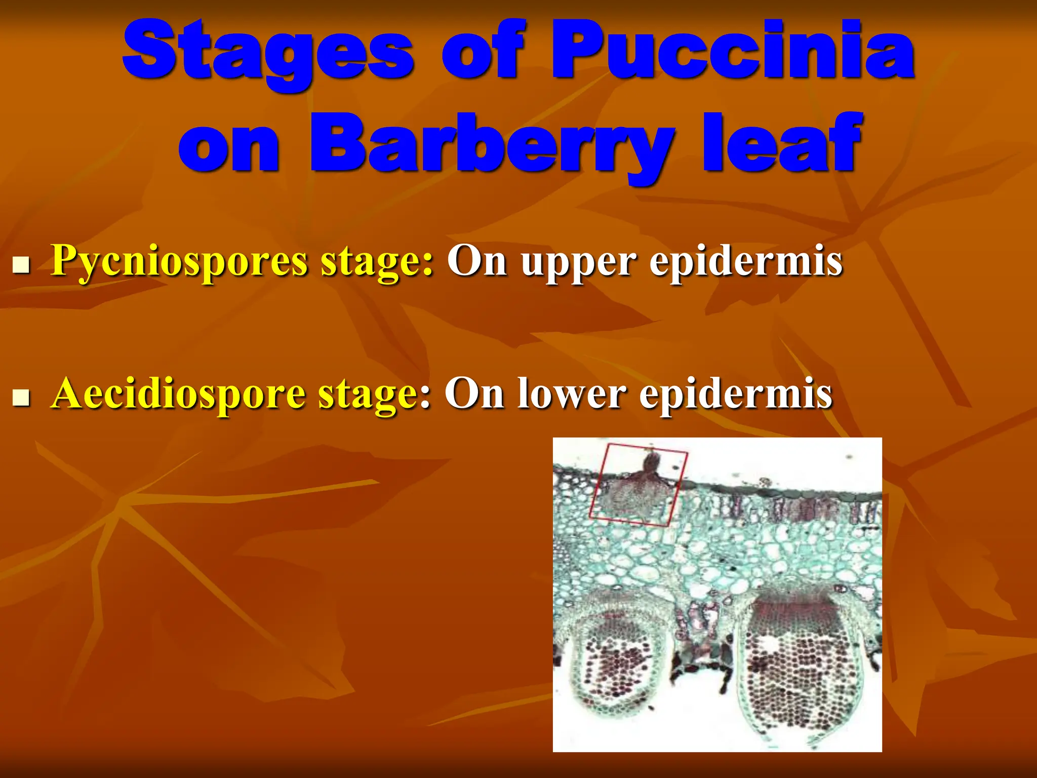 Different stages in the life cycle of Puccinia | PPTX