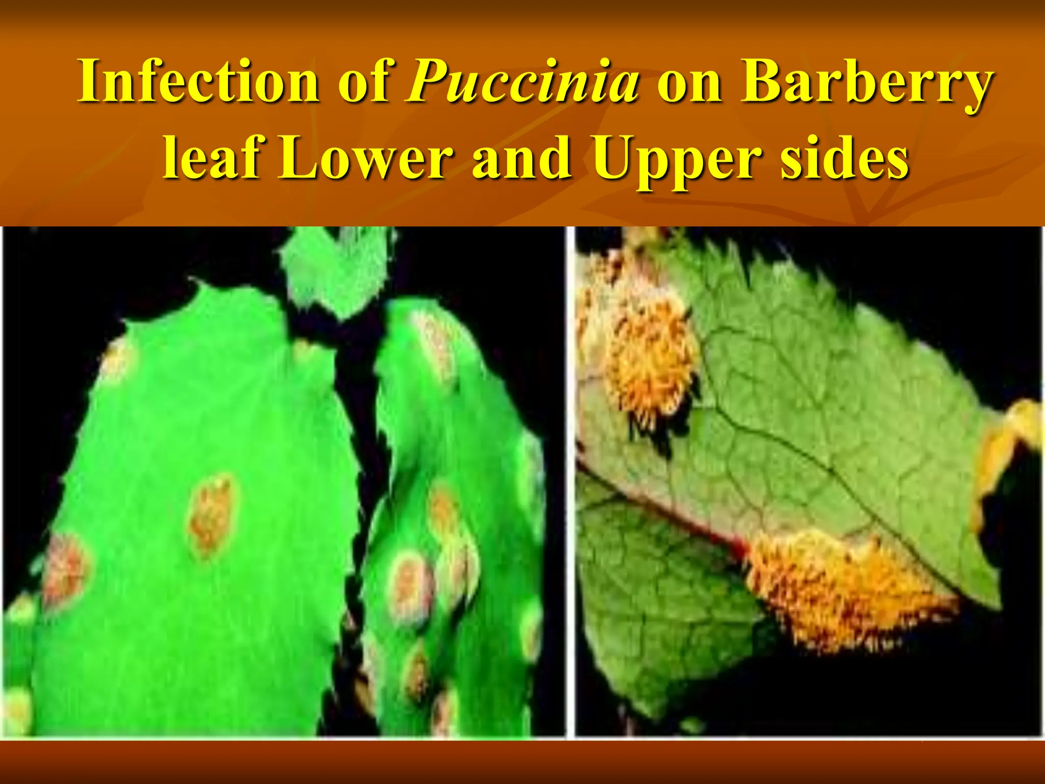 Different stages in the life cycle of Puccinia | PPTX