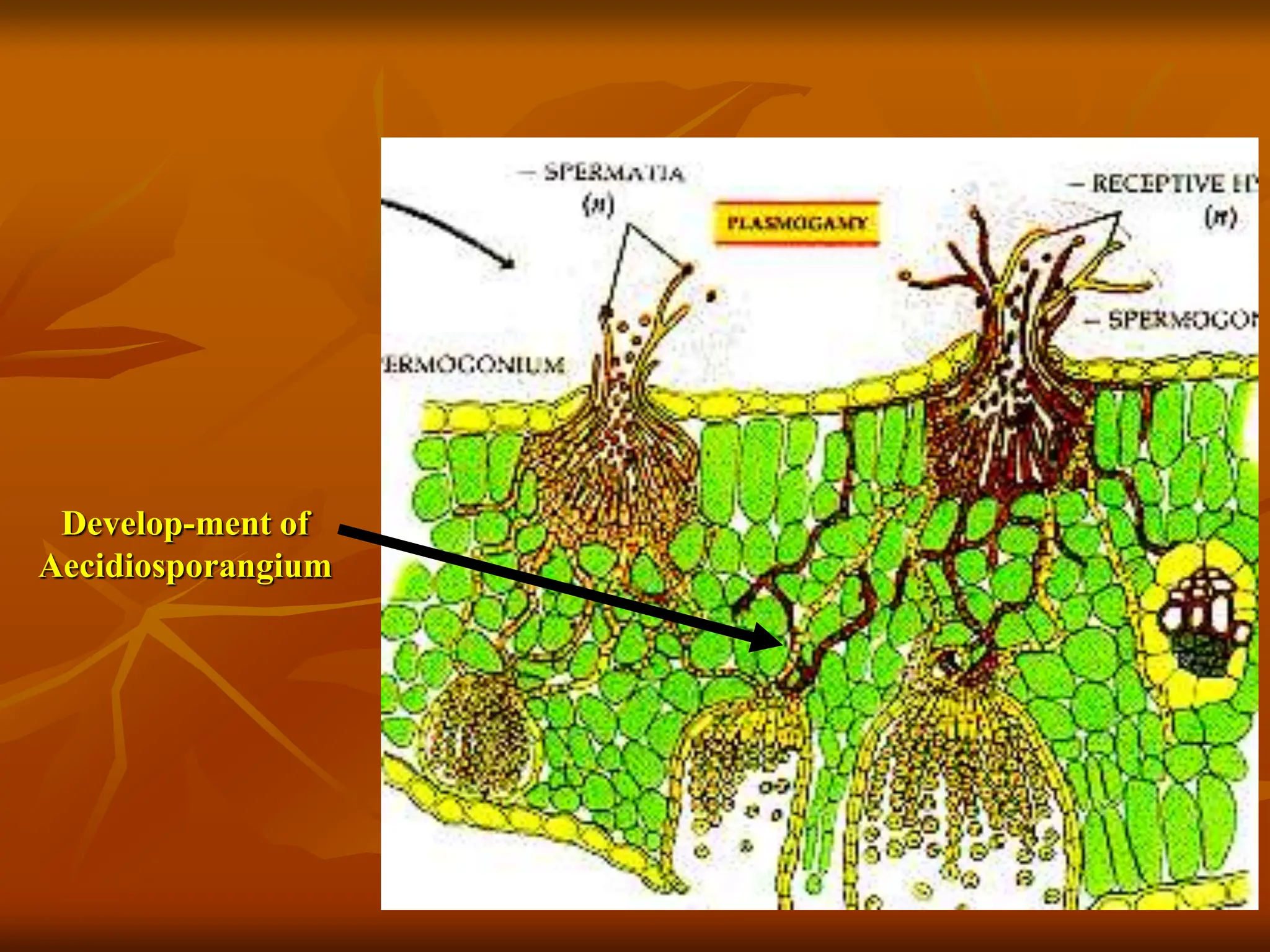 Different stages in the life cycle of Puccinia | PPTX | Gardening ...