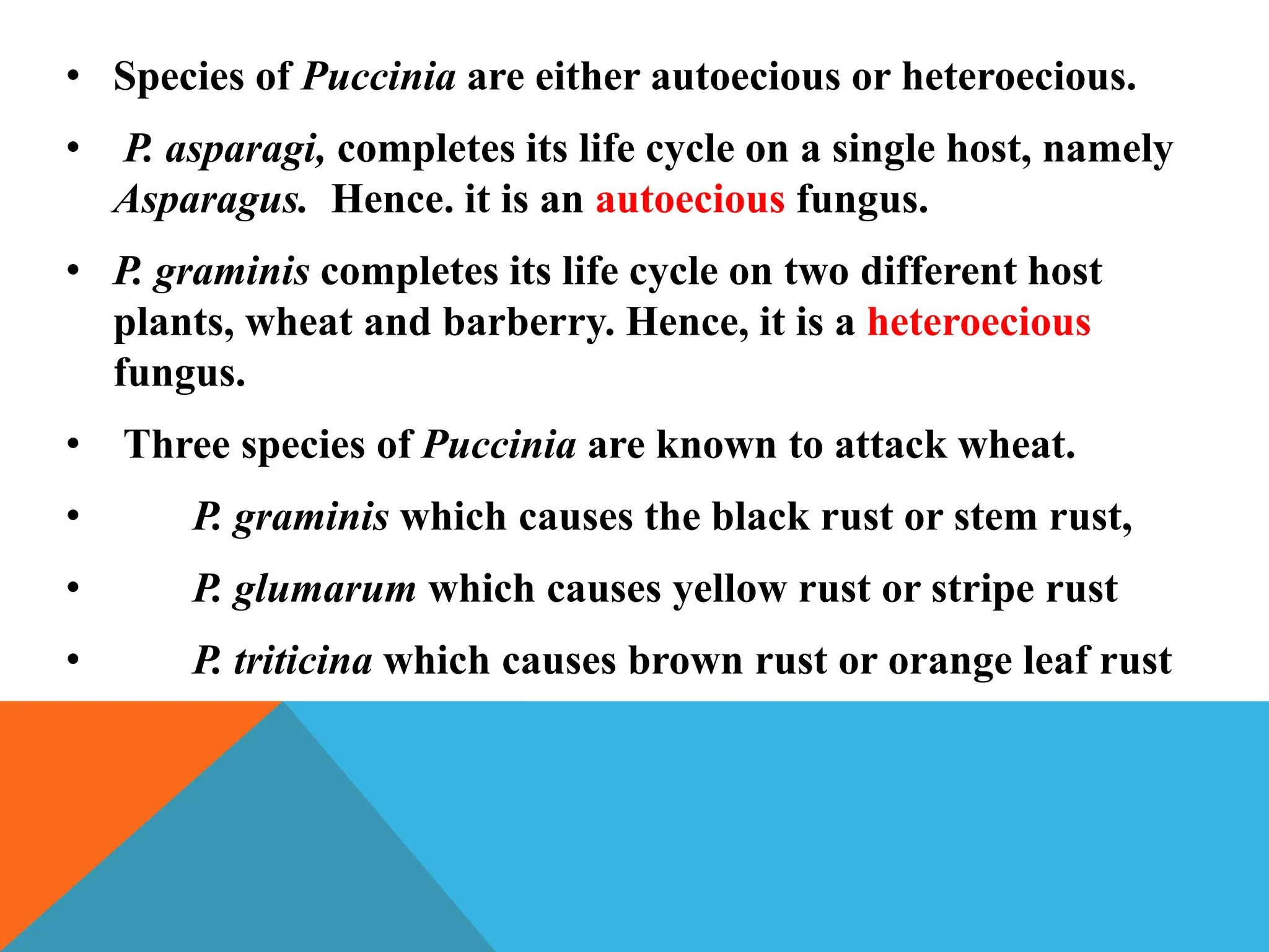 Different stages in the life cycle of Puccinia | PPTX