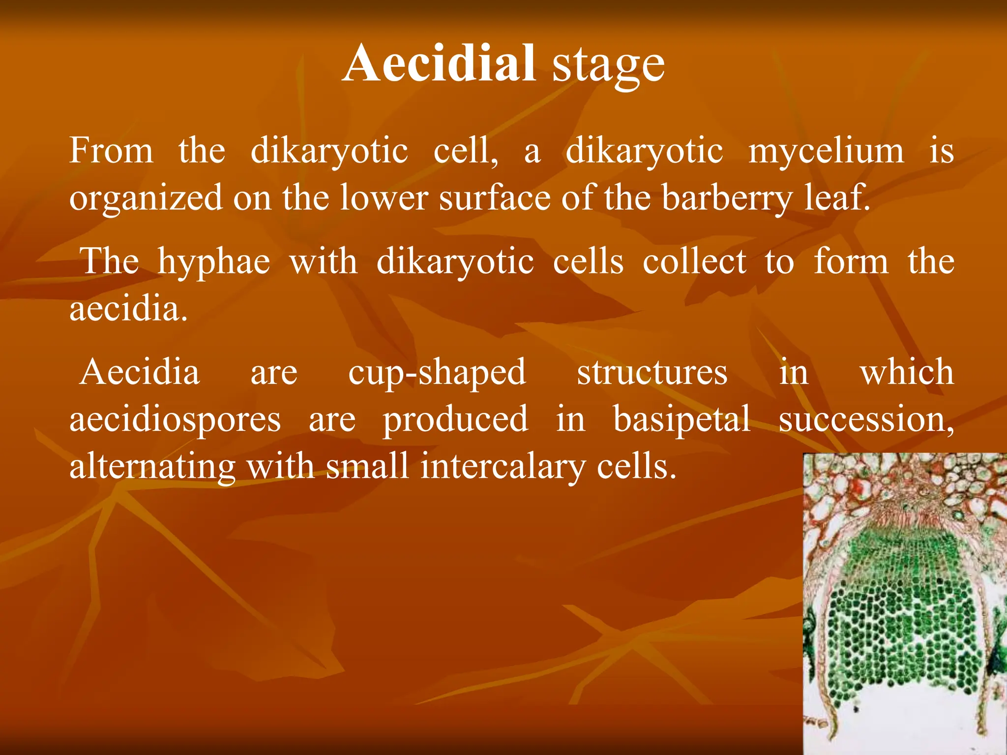 Different stages in the life cycle of Puccinia | PPTX