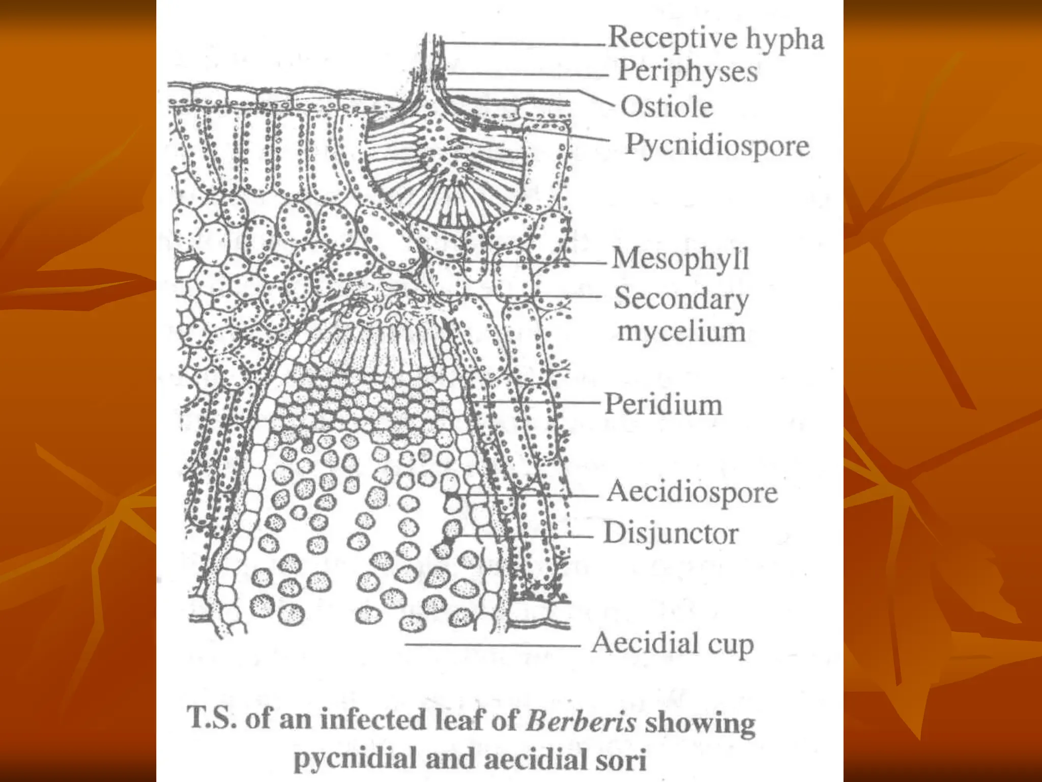 Different stages in the life cycle of Puccinia | PPTX
