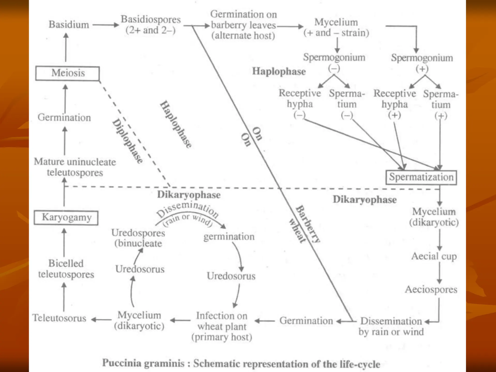 Different stages in the life cycle of Puccinia | PPTX