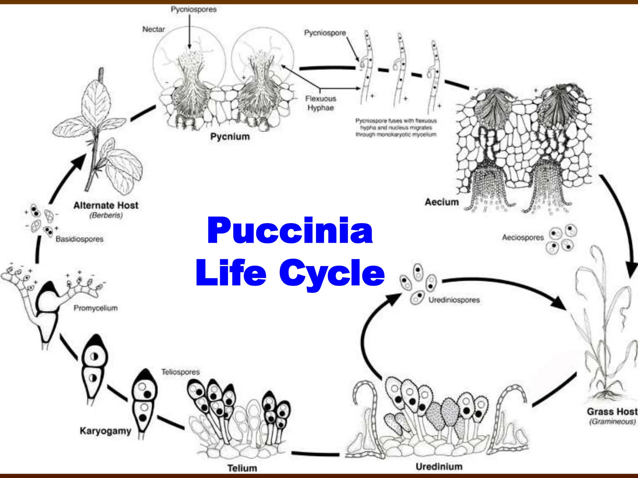 Different stages in the life cycle of Puccinia | PPTX | Gardening ...