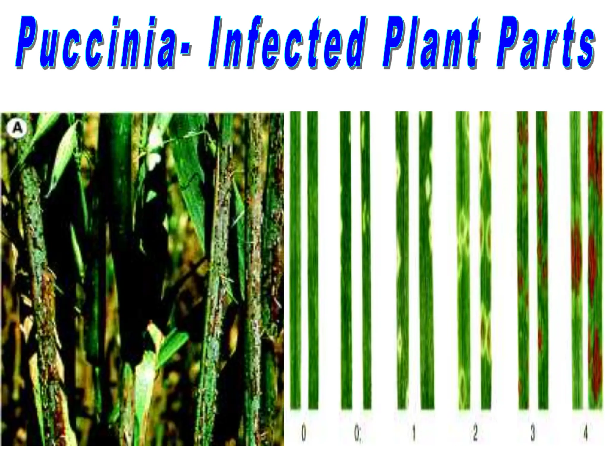 Different stages in the life cycle of Puccinia | PPTX