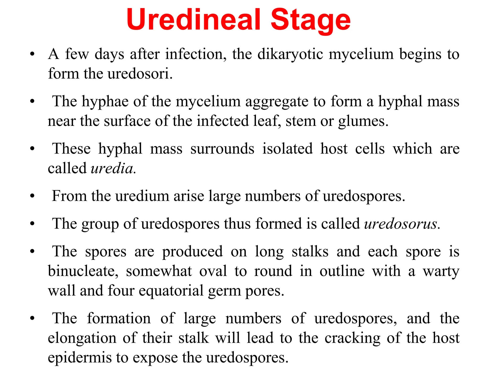 Different stages in the life cycle of Puccinia | PPTX