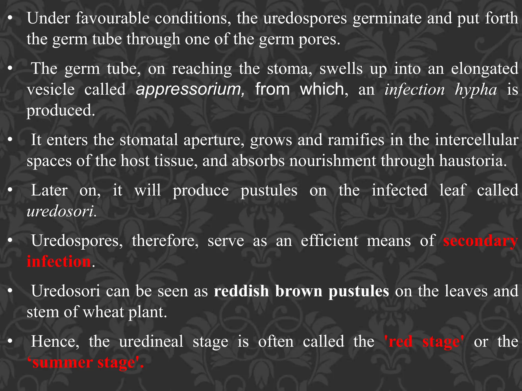 Different stages in the life cycle of Puccinia | PPTX