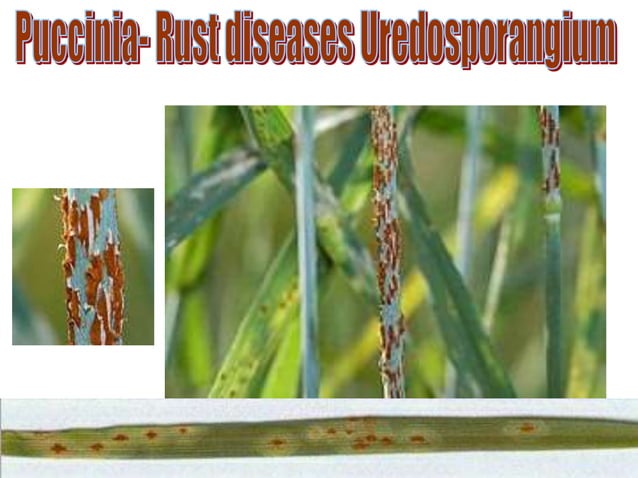 Different stages in the life cycle of Puccinia | PPTX | Gardening ...