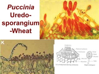 Different stages in the life cycle of Puccinia | PPTX | Gardening ...