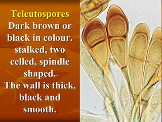 Different stages in the life cycle of Puccinia | PPTX | Gardening ...