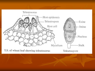 Different stages in the life cycle of Puccinia | PPTX | Gardening ...