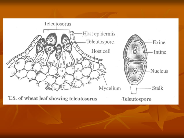 Different stages in the life cycle of Puccinia | PPTX | Gardening ...