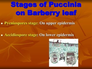 Different stages in the life cycle of Puccinia | PPTX | Gardening ...