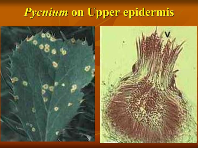 Different stages in the life cycle of Puccinia | PPTX | Gardening ...