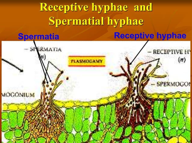 Different stages in the life cycle of Puccinia | PPTX | Gardening ...